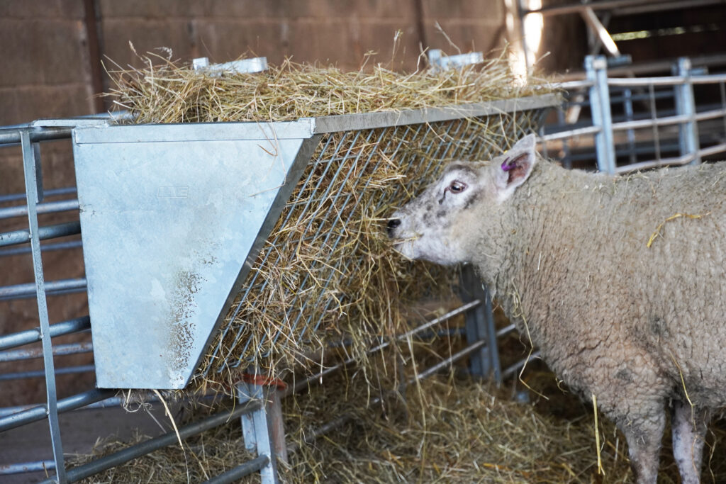 IAE Hook Over Calf/Sheep Hayrack - R & L Miller